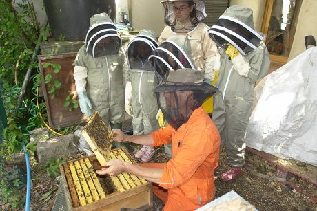 Model Released Children Get Demonstration Bee Editorial Stock Photo ...