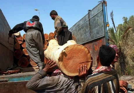 Iraqi Wood Cutters Remove Hundreds Trees Editorial Stock Photo - Stock ...