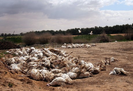 Hundreds Dead Turkeys Lay Open Pther Editorial Stock Photo - Stock ...