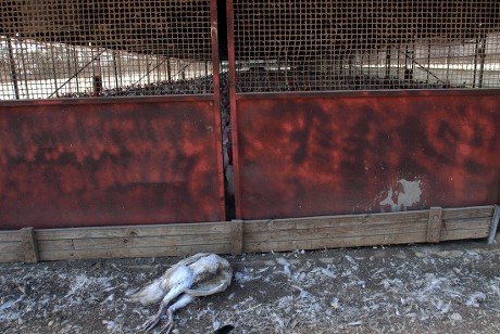 Israel Bird Flu - Mar 2006 Stock Pictures, Editorial Images and Stock ...