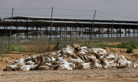 Israel Bird Flu - Mar 2006 Stock Pictures, Editorial Images and Stock ...