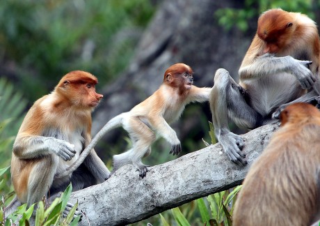 Female Proboscis Monkeys Baby Labuk Bay Editorial Stock Photo - Stock ...