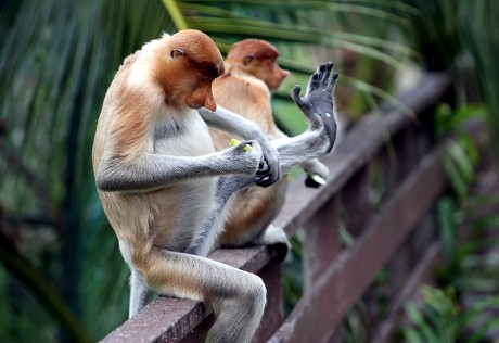 Bachelor Male Proboscis Monkey Scratches His Editorial Stock Photo ...