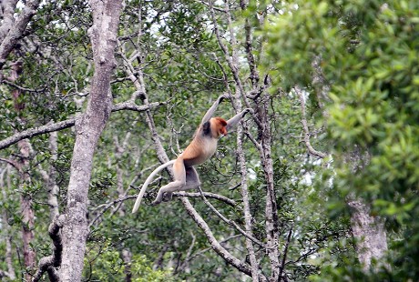 Male Proboscis Monkey Leaps Through Forest Editorial Stock Photo ...