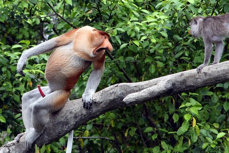 Female Proboscis Monkeys Known Big Pendulous Editorial Stock Photo ...