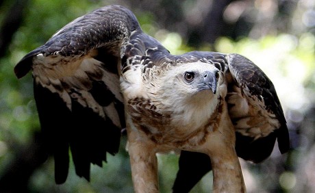 Philippine Hawk Eagle Wildlife Rescue Center Editorial Stock Photo ...