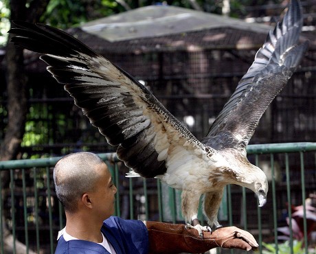 Philippine Hawk Eagle Perches On Arm Editorial Stock Photo - Stock ...
