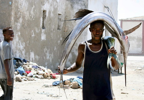Somali Fisherman Carries Swordfish On His Editorial Stock Photo - Stock ...