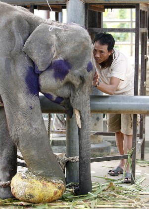 15 imágenes de Thailand Asian Elephant Rescue After Caught in Poachers ...