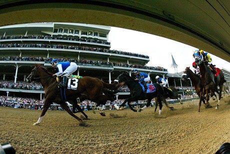Field Horses During 131st Running Kentucky Editorial Stock Photo ...