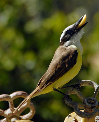 Great Kiskadee Flycatcher Bird Eating Chip Editorial Stock Photo ...