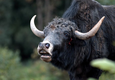 Yak Seen National Yak Research Breeding Editorial Stock Photo - Stock ...