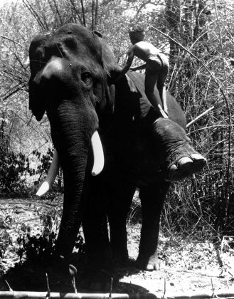 Elephant Boy Film 1937 Sabu Editorial Stock Photo - Stock Image ...