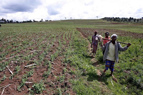 Workers Return Day Fields Weeding Between Editorial Stock Photo - Stock ...