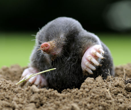 Mole Hat Editorial Stock Photo - Stock Image | Shutterstock