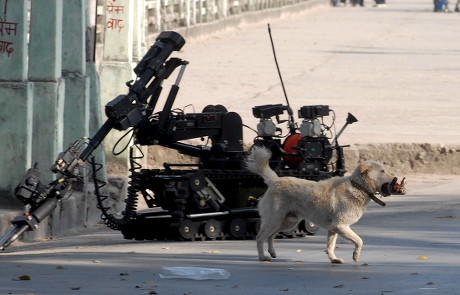 Stray Dog Takes Suspected Bomb Bomb Editorial Stock Photo - Stock Image ...