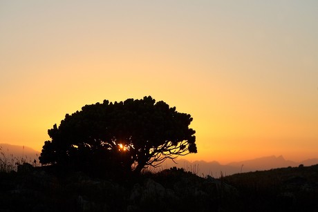 Sun Rises Behind Indigenous Potberg Pincushion Editorial Stock Photo ...