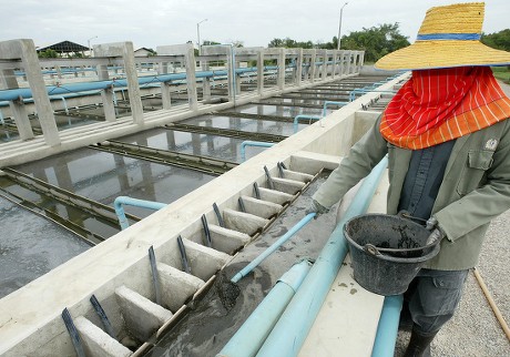 Thai Worker Spreads Pig Manure Cistern Editorial Stock Photo - Stock ...