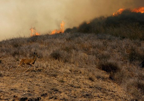 Deer Tries Escape Flames Wildfires Burning Editorial Stock Photo ...
