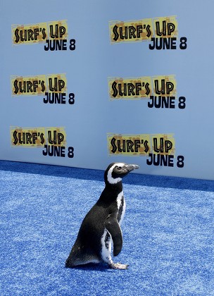 Penny Penguin Arrives Film Premiere Surfs Editorial Stock Photo - Stock ...