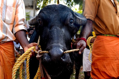 Buffalo Unseen Farmer Take Part Kamabala Editorial Stock Photo - Stock ...