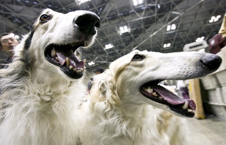 Two Borzois Look On During Fci Editorial Stock Photo - Stock Image ...