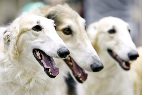 Three Borzois Look On During Fci Editorial Stock Photo - Stock Image ...