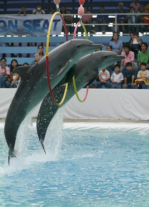 35 Dolphin tricks Stock Pictures, Editorial Images and Stock Photos ...