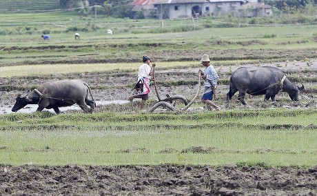 Filipino Farmers Plow Rice Fields Carabaos Editorial Stock Photo ...