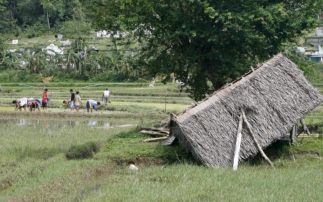 Filipino Farmers Plant Rice Tablas Romblon Redaktionelles Stockfoto ...