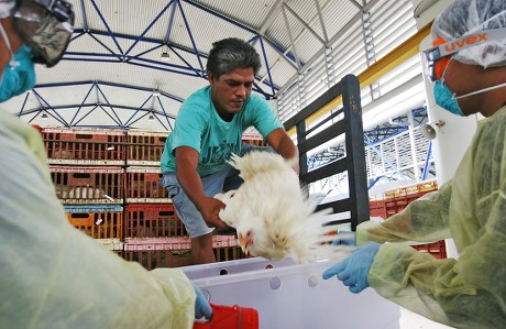Malaysian Chicken Farm Truck Driver Putting Editorial Stock Photo ...