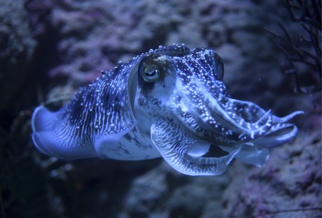 Pharaoh Cuttlefish Swimming Display Tank Singapore Editorial Stock ...