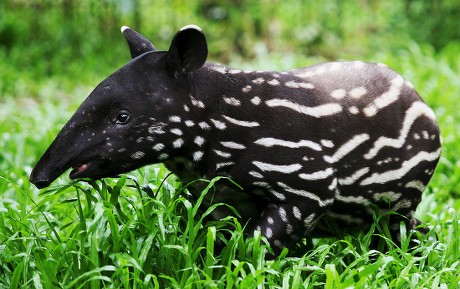 Threemonth Old Baby Malayan Tapir Named Editorial Stock Photo - Stock ...