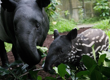 Threemonth Old Baby Malayan Tapir Named Editorial Stock Photo - Stock ...
