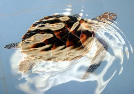 Threemonth Old Green Turtle Swims Through Editorial Stock Photo - Stock ...