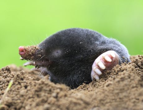 62 Common mole Stock Pictures, Editorial Images and Stock Photos ...