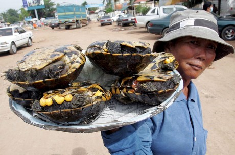 Cambodian Vender Sells Cooked Turtles On Editorial Stock Photo - Stock ...