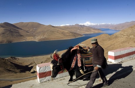 Rural Tibetan Leads His Yak He Editorial Stock Photo - Stock Image ...