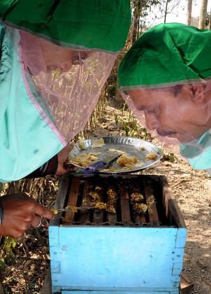 Indian Bee Keepers Clean Bee Hive Editorial Stock Photo - Stock Image ...