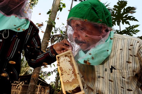 Indian Bee Keepers Examine Honeycomb Indian Editorial Stock Photo ...