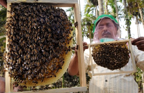 Indian Bee Keeper Examines Honeycomb Indian Editorial Stock Photo ...