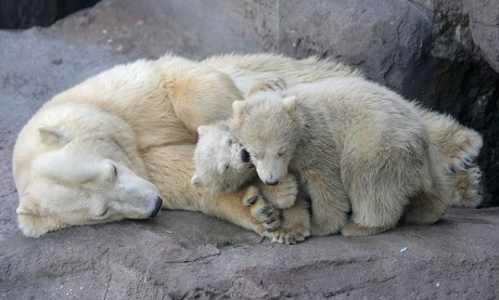 89 Polar bear offspring Stock Pictures, Editorial Images and Stock ...