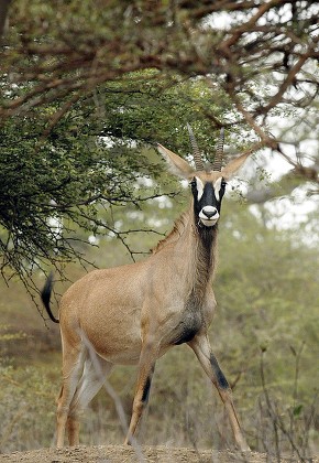 Senegal Wildlife - Aug 2004 Stock Pictures, Editorial Images and Stock ...