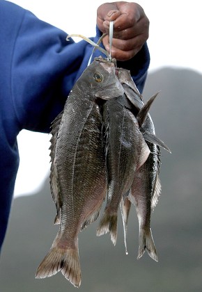 Fisherman Unpacks Cape Snoek Fish Hout Editorial Stock Photo - Stock ...