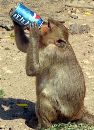 Monkey Drinks Can Pepsi During Monkey Editorial Stock Photo - Stock ...