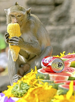 Monkey Grabs Mouthful Corn During Monkey Editorial Stock Photo - Stock ...