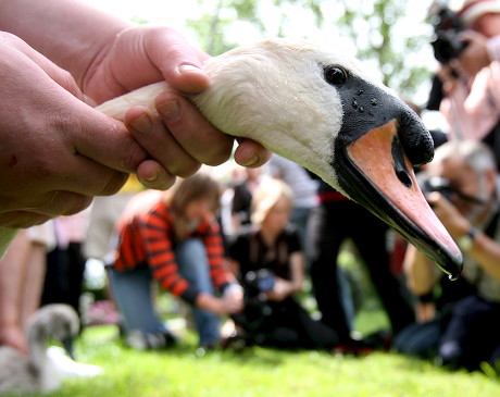 Swan Held By Swan Upper Along Editorial Stock Photo - Stock Image ...