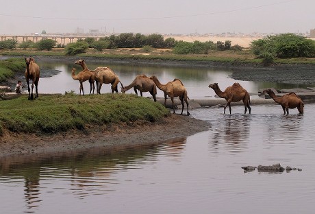Camels Cross Waterway Karachi On Friday Editorial Stock Photo - Stock ...