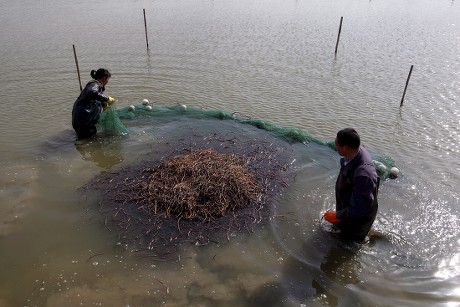 Chinese People Farm Freshwater Crabs Water Editorial Stock Photo ...