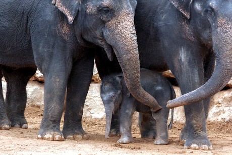 Tendayold Elephant Calf Gabi Biblical Zoo Editorial Stock Photo - Stock ...